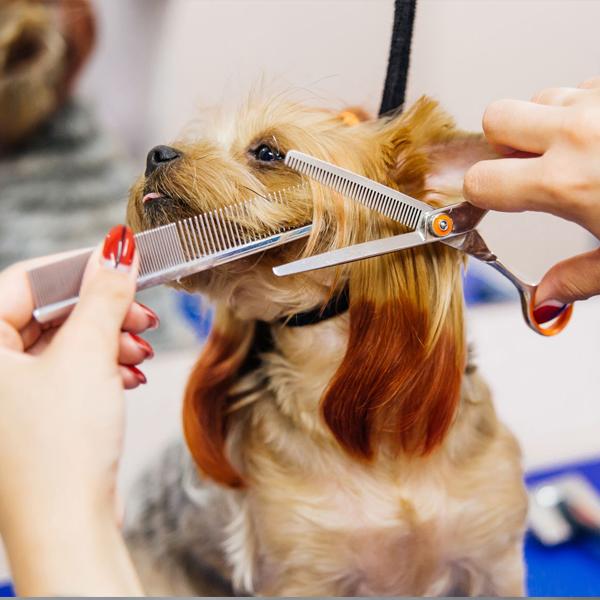 Čo je Post Grooming Furunkulóza 11/2024 - Dogee - to najlepšie pre ...