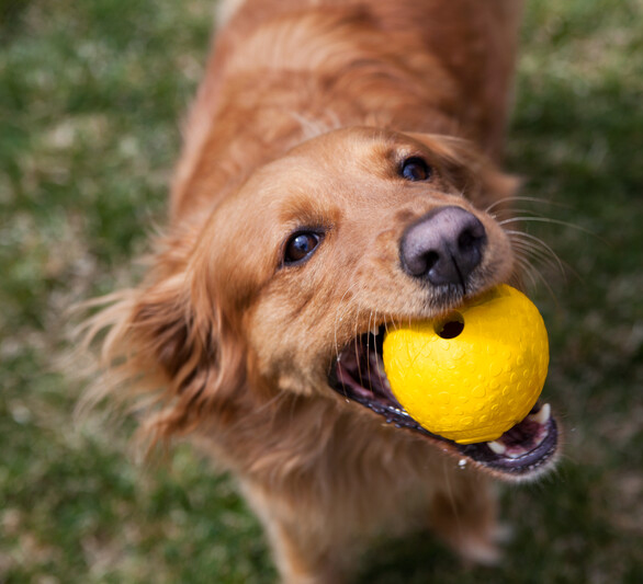 7 tipov na hračky pre psa, ktoré by nemali chýbať u vas doma - Dogee ...
