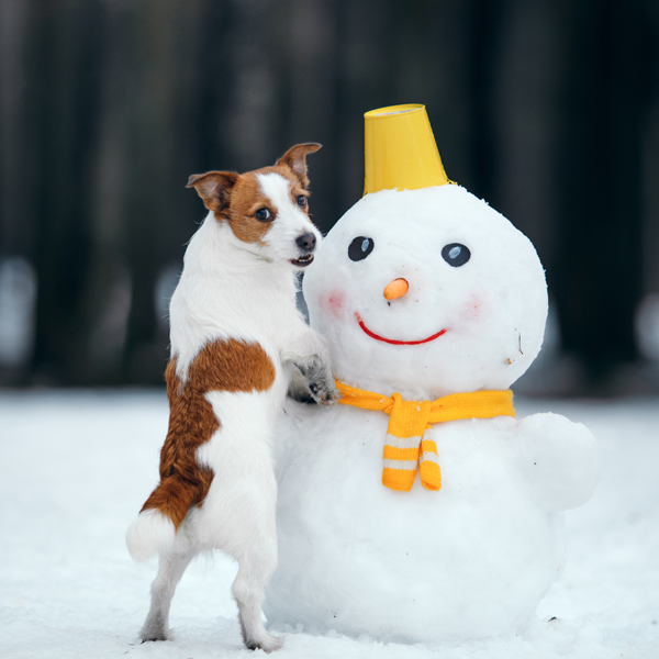 Starostlivosť o psie a mačacie labky v zimnom období 11/2022 - Dogee ...