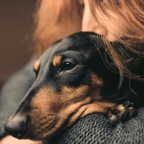 Otrava u psa - prvá pomoc 05/2021 - Dogee - to najlepšie pre našich ...