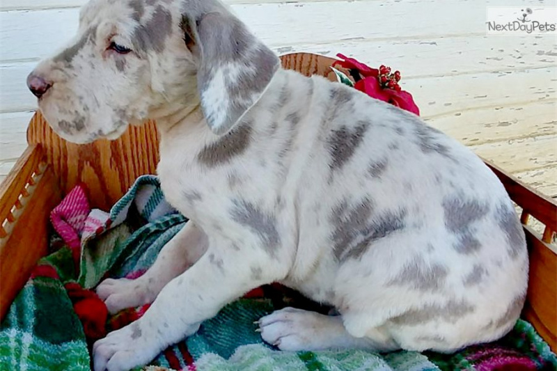 Čo je gén MERLE - Dogee - to najlepšie pre našich miláčikov